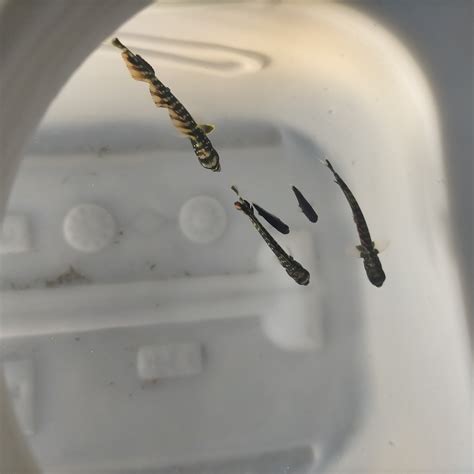 シイラ20220826 Web魚図鑑