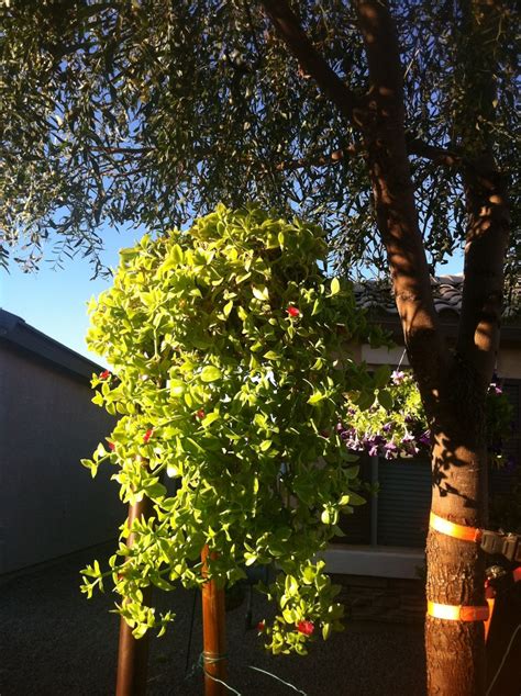 Fun Hanging Plant Hanging Plants Zen Garden Plants