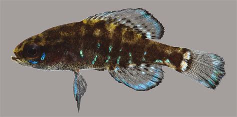 Okefenokee Pygmy Sunfish Discover Fishes