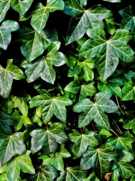 Efeu Anitas Kräuterhof