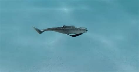 Z Man Diezel Minnowz Review Underwater Footage And Rigging Tips