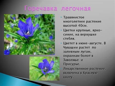 Растения из Красной книги Чувашской Республики презентация онлайн