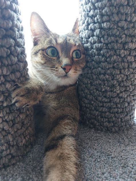 We May Have Given The Birthday Girl Too Much Catnip 👀 R Catniptrip