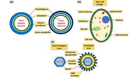 Schematic Diagram Of Various Types Of Microorganisms A Bacteria B