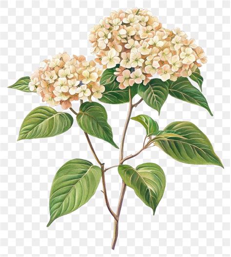Hydrangea Images Free Hd Backgrounds Pngs Vector Graphics