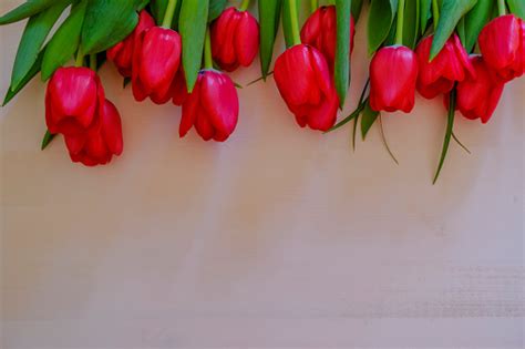 흰색 나무 배경에 빨간색 튤립 프레임 테두리 맨 위 보기입니다 공간을 복사합니다 꽃 모형 아름다움 스타일 패션 플랫 레이 0명에 대한 스톡 사진 및 기타 이미지 Istock