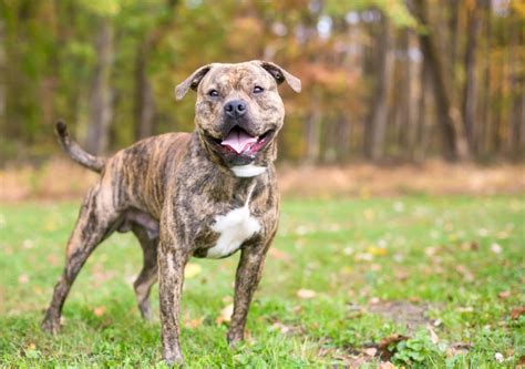 Pitbull Breeds List With Pictures
