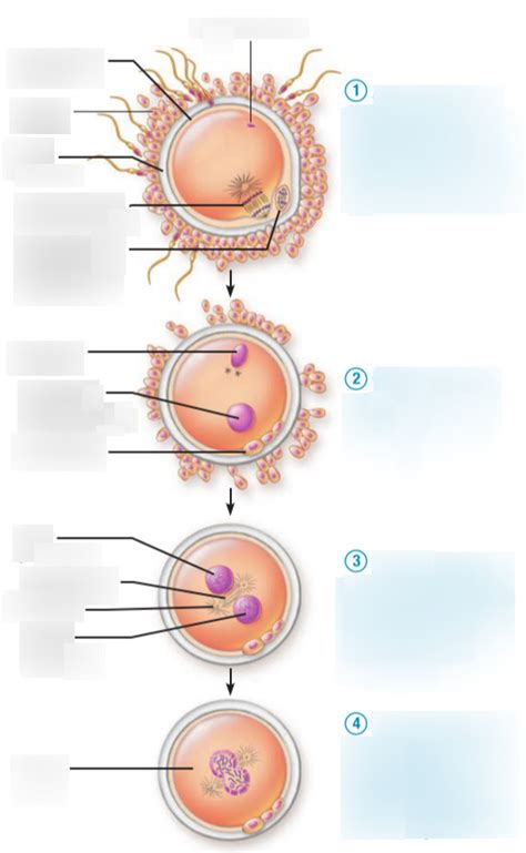 Events Of Fertilization Diagram Quizlet