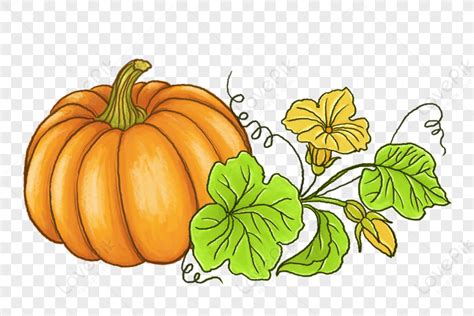 가 수확 호박 Png 일러스트 무료 다운로드 Lovepik
