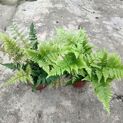 北方耐寒蕨名图片 北方耐寒花卉 北方室大棚图片 大山谷图库