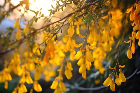 Premium Ai Image Cytisus Complicatus Flowers