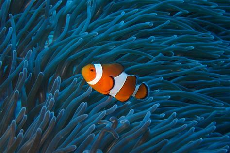 Sex Change In Fish Ocean Tales One Ocean Foundation