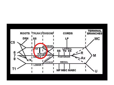 Brachial Plexus No 1 Ppt