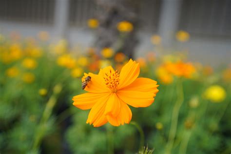 មង្គលការកូនស្រី លោក អ៊ាង សុផល្លែត ចំណាយកម្លាំងដាំផ្កាស្បៃរឿង១លានទង រួមទាំងរៀបចំសួនបន្លែ