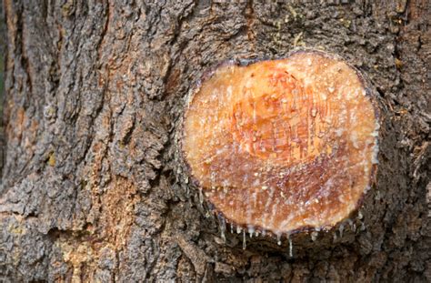 Why Do Trees Produce Sap Gulo In Nature