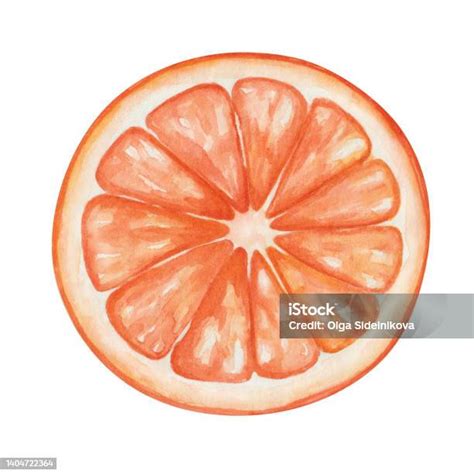 손으로 그린 오렌지 자몽 귤을 반으로 썰어 놓은 수채화 그림 붉은 색의 열대 감귤류 과일 신선한 주스 성분 비타민 C 수채화에 대한 스톡 벡터 아트 및 기타 이미지 Istock