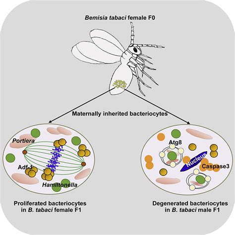 Bacteriocyte Development Is Sexually Differentiated In Bemisia Tabaci Cell Reports