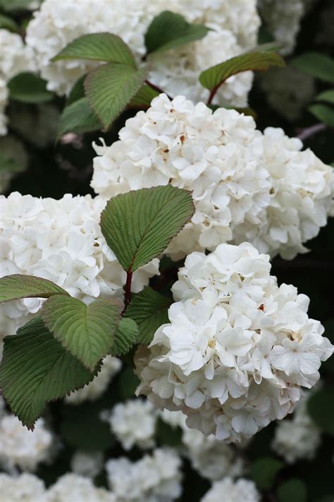 Best Viburnums Our List Of 10 Flowering Bushes