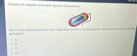 Solved Consider The Diagram Of The Basic Structure Of A Bacterium Which Of The Labeled