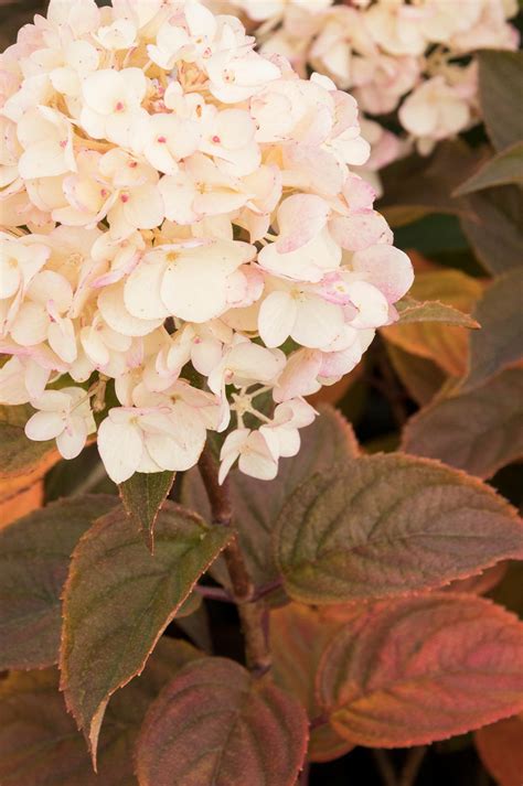 Candy Apple™ Hydrangea Hydrangea Paniculata Smhpmwmh Pp 28 758