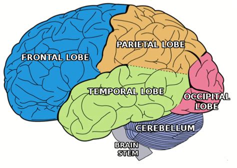 Temporal Lobe Anatomy Location And Function Anatomy Info