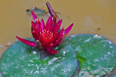 Nymphaea Hidden Violet Aguabe Waterlelies En Lotus