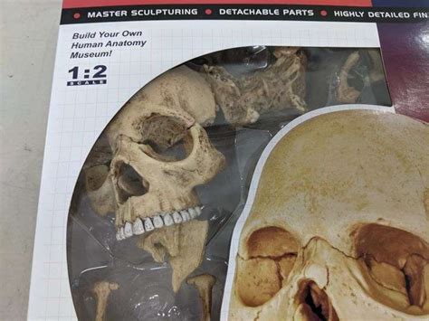 Lot Of 16 4d Human Anatomy Exploded Skull Anatomy Model Dutch Goat