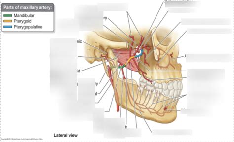 Diagram Of Sequence 4 Picture 1 Quizlet