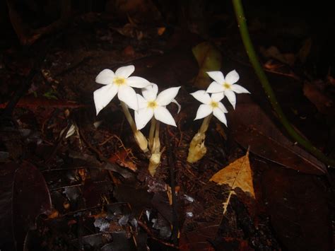 Plantsnap Identify Plants Trees Mushrooms With An App