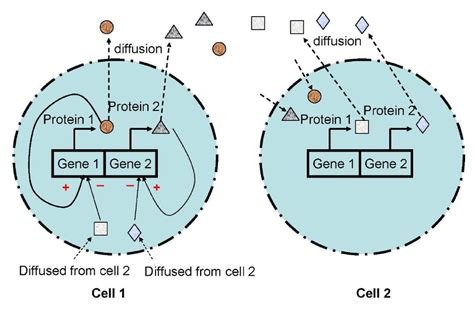 Interactions Of Nad Metabolism And Multiple Cellular Signaling
