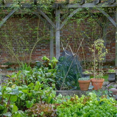 The 7 Vegetables You Can Grow Vertically To Maximise