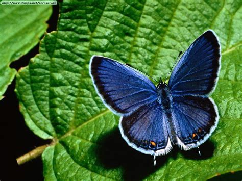 Fotos De Mariposas I