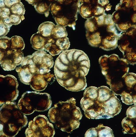 Lm Of Assorted Fossil Foraminifera Shells Photograph By Pasieka Fine