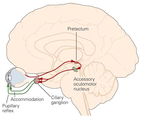 The Constructive Nature Of Visual Processing Neupsy Key