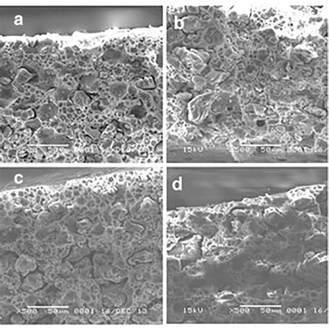 Scanning Electron Microscope Cross Sections Of Polysulfone Membrane