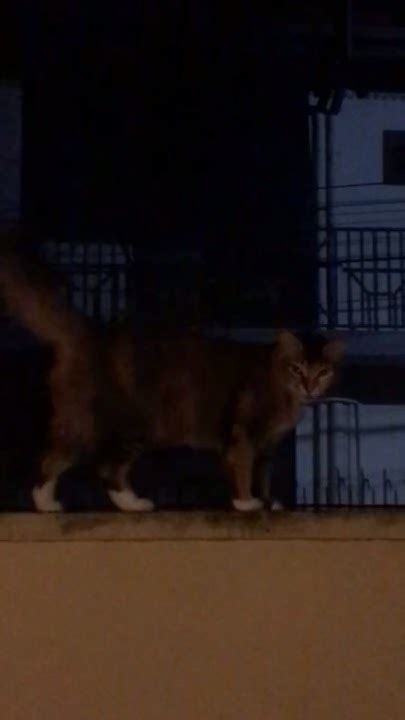 බලන්නකෝ හොරෙක් ඉන්න තැන 😳 Youtubeshorts Youtube