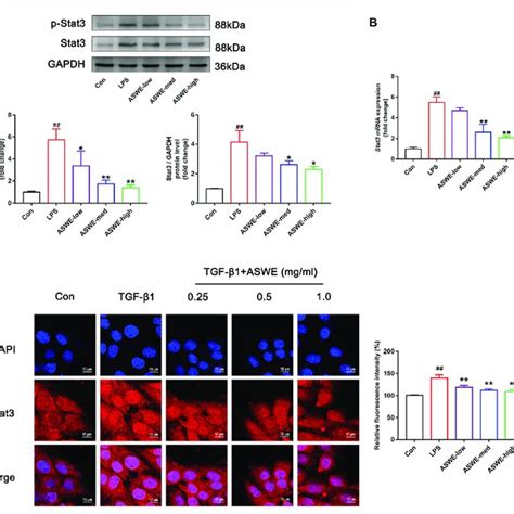 Stat3 Signaling Pathway Could Be Involved In The Regulation Of The Download Scientific Diagram