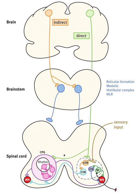 Local Control And Intersegmental Pattern Generators Of The Mammalian Download Scientific