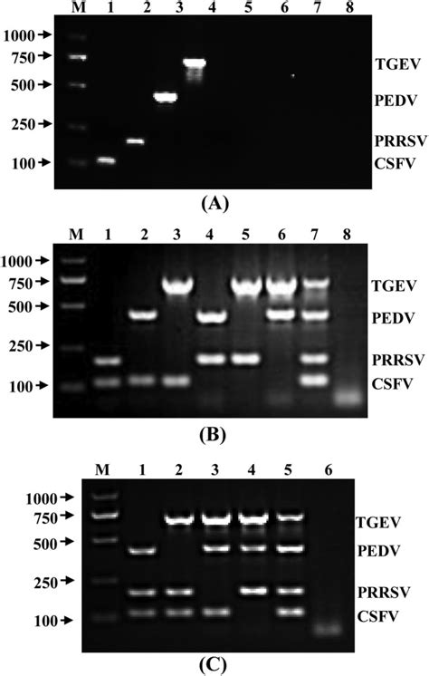 A Multiplex Rt Pcr Assay For Rapid And Simultaneous Detection Of Four