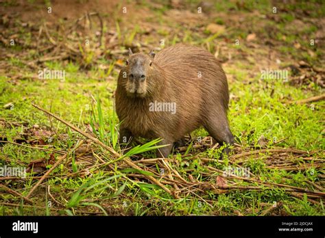 Capybara In The Nature Habitat Of Northern Pantanal Biggest Rondent
