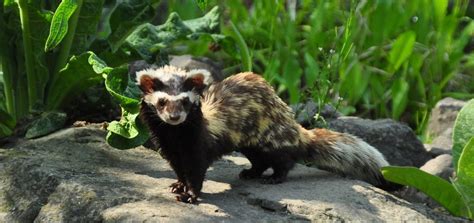 Introducing The Marbled Polecat