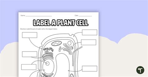 Plant Cell Diagram Labelling Worksheet Teach Starter Worksheets