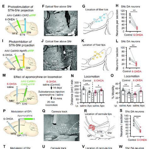 Figure S7 Localization Of Optical Fibers For Optogenetic Modulation Of