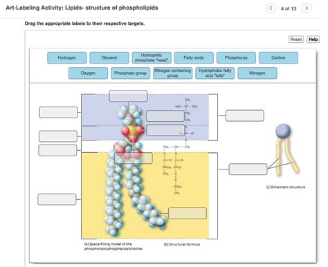 Solved Art Labeling Activity Lipids Structure Of