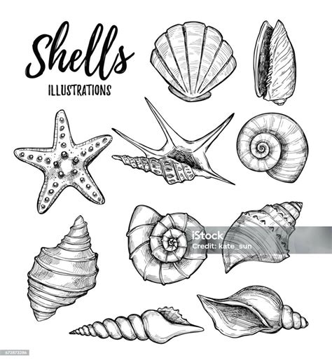 손으로 그린 벡터 그림 조개 컬렉션 마린 세트 초대장 인사말 카드 포스터 인쇄물 배너 전단지 등에 적합 벡터에 대한 스톡 벡터 아트 및 기타 이미지 Istock