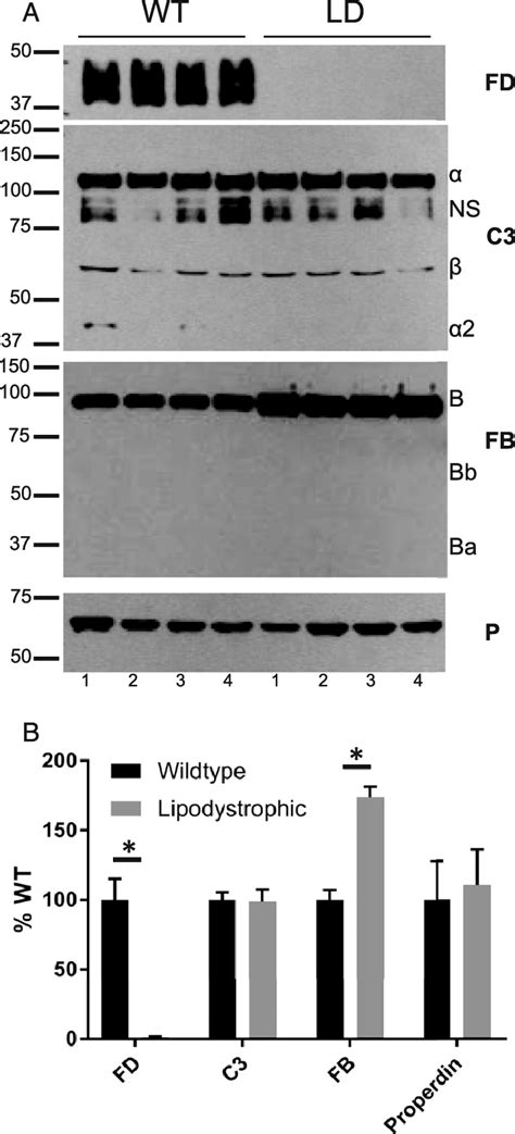 Absence Of Fd In Ld Mice A Western Blot Analysis Of Complement Download Scientific Diagram