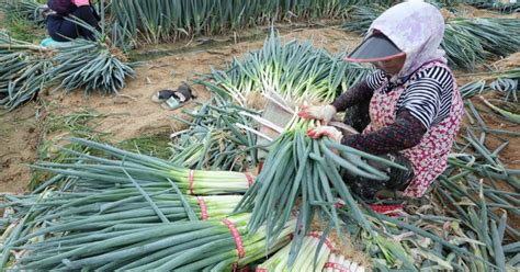 봄 파종 대파 수확