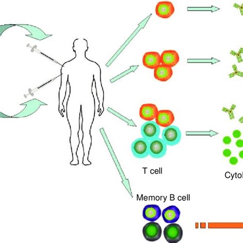 1 Effects Of Vaccine Adjuvant Protein Or Polypeptide Antigen In Download Scientific Diagram