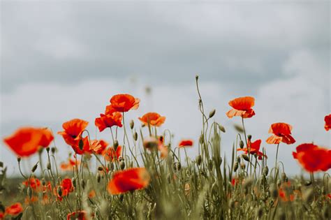 꽃밭 하늘을 배경으로 양귀비의 들판 피는 양귀비 엽서의 꽃 배경 양귀비는 푸른 하늘을 배경으로 눈에 띄는 검은 색 중심의 밝은
