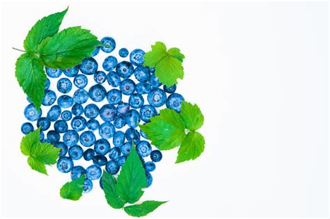 흰색 배경에 신선한 블루 베리 건강한 여름 과일 여름의 맛 블루 베리의 성장 블루베리 광고 흰색에 신선한 블루 베리 0명에 대한 스톡 사진 및 기타 이미지 Istock